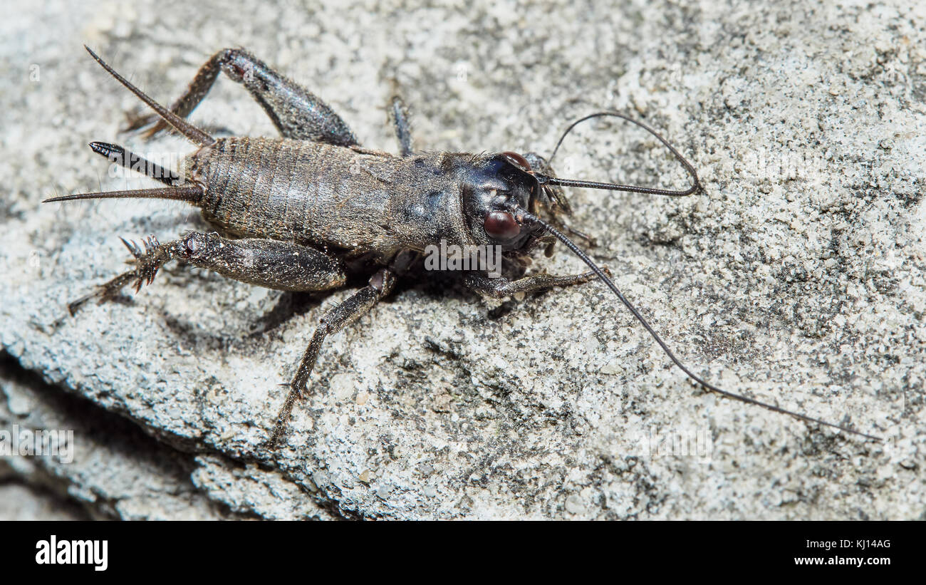 Beetle mustache hi-res stock photography and images - Alamy