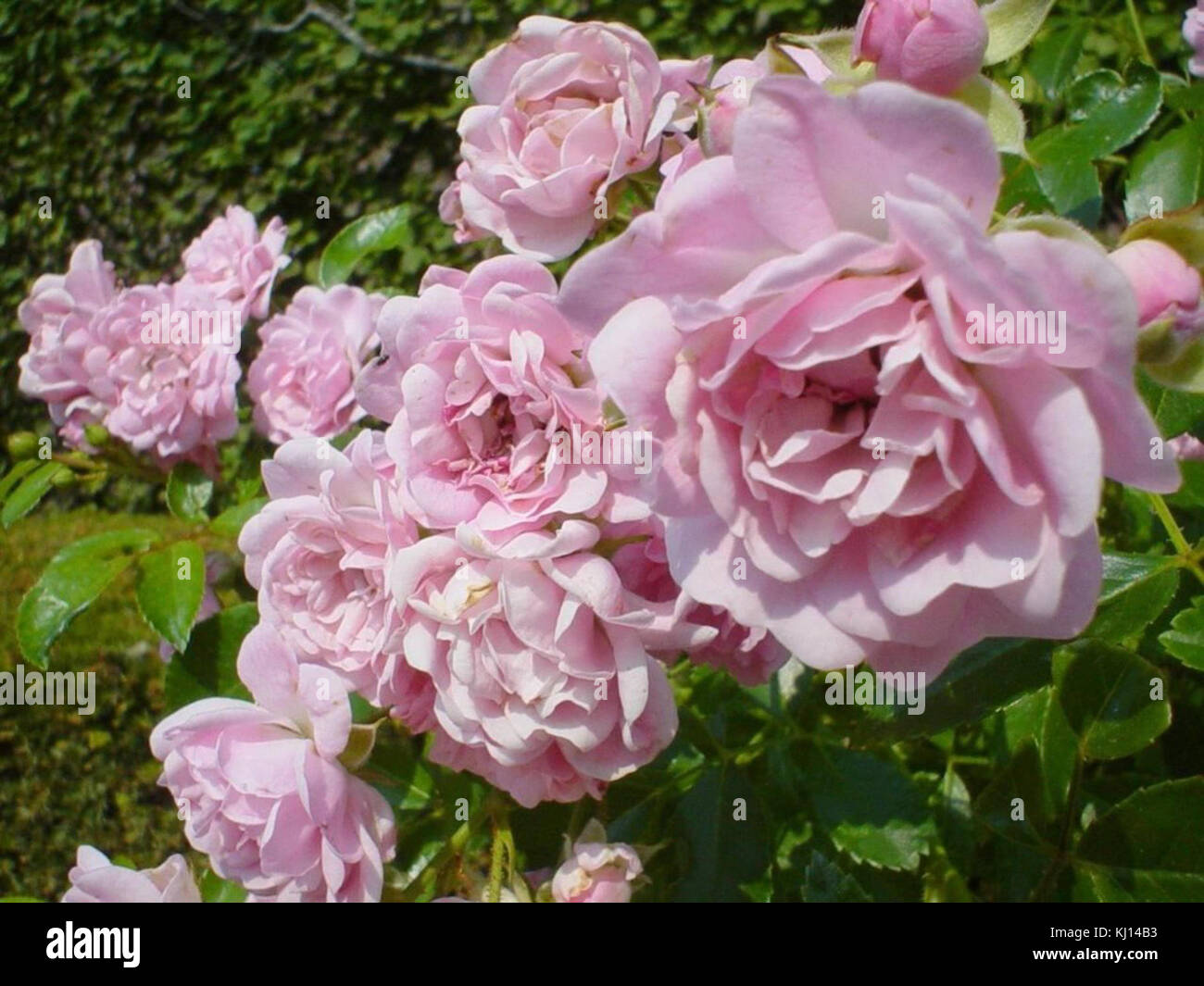 The queen of sweden roses Stock Photo - Alamy