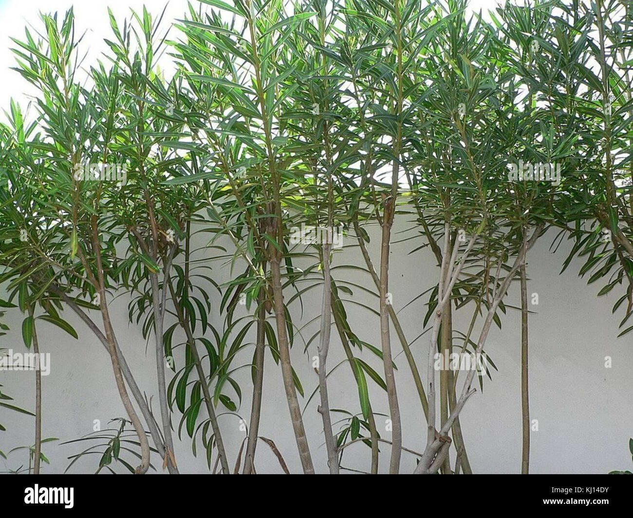Tree plants at white wall Stock Photo - Alamy