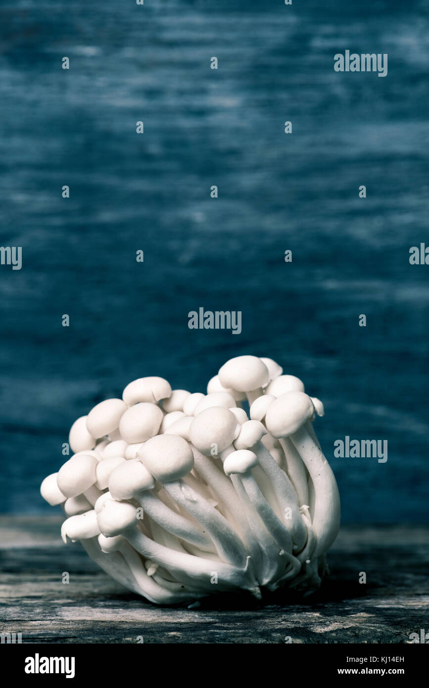 a bunch of raw japanese bunapi-shimeji mushrooms, also know as white ...