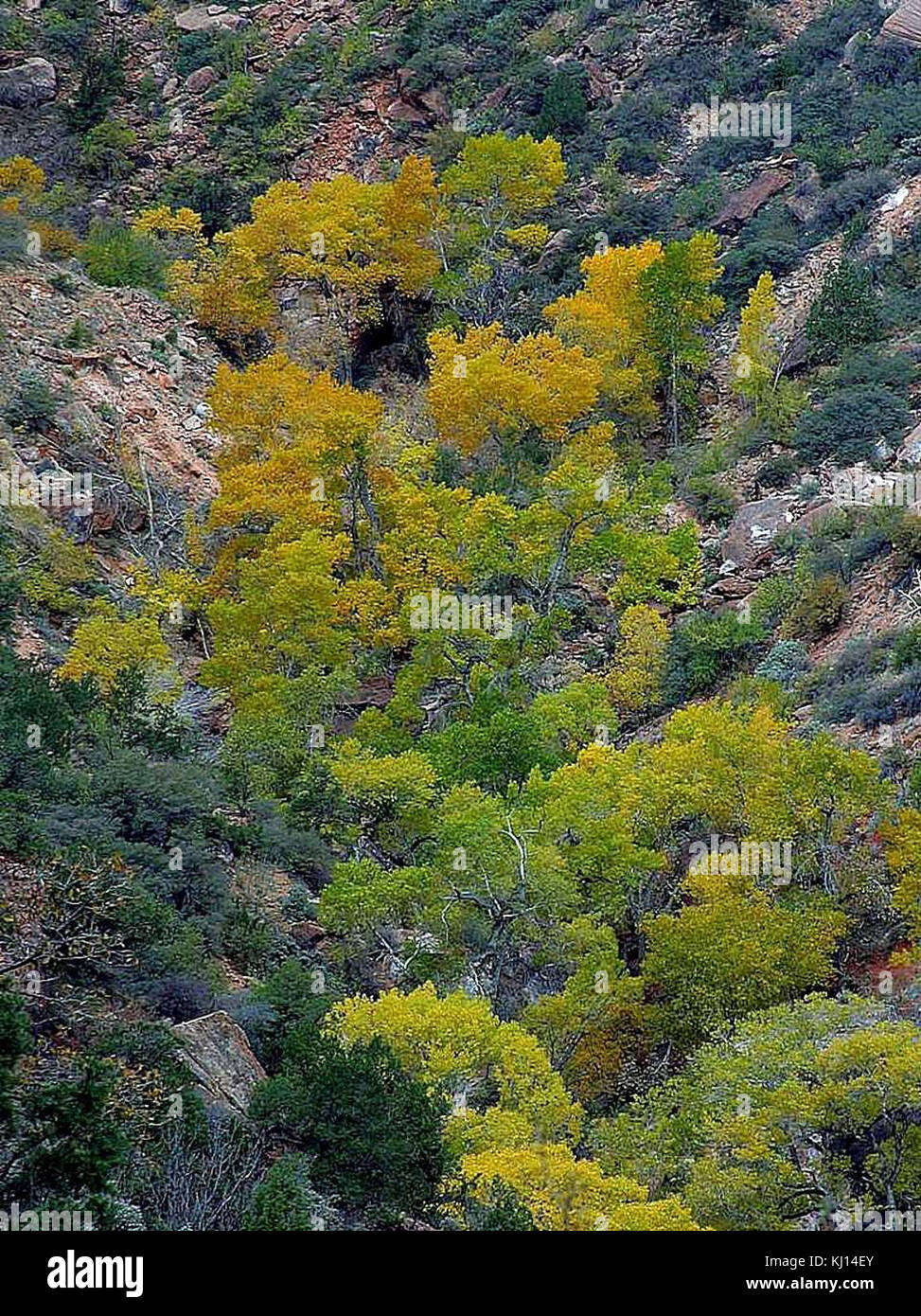 Trees fall autumn Stock Photo - Alamy