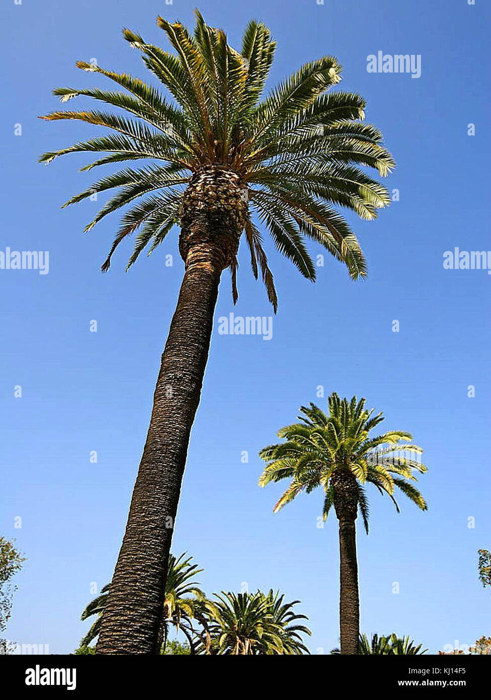Two palm trees with blue sky Stock Photo - Alamy