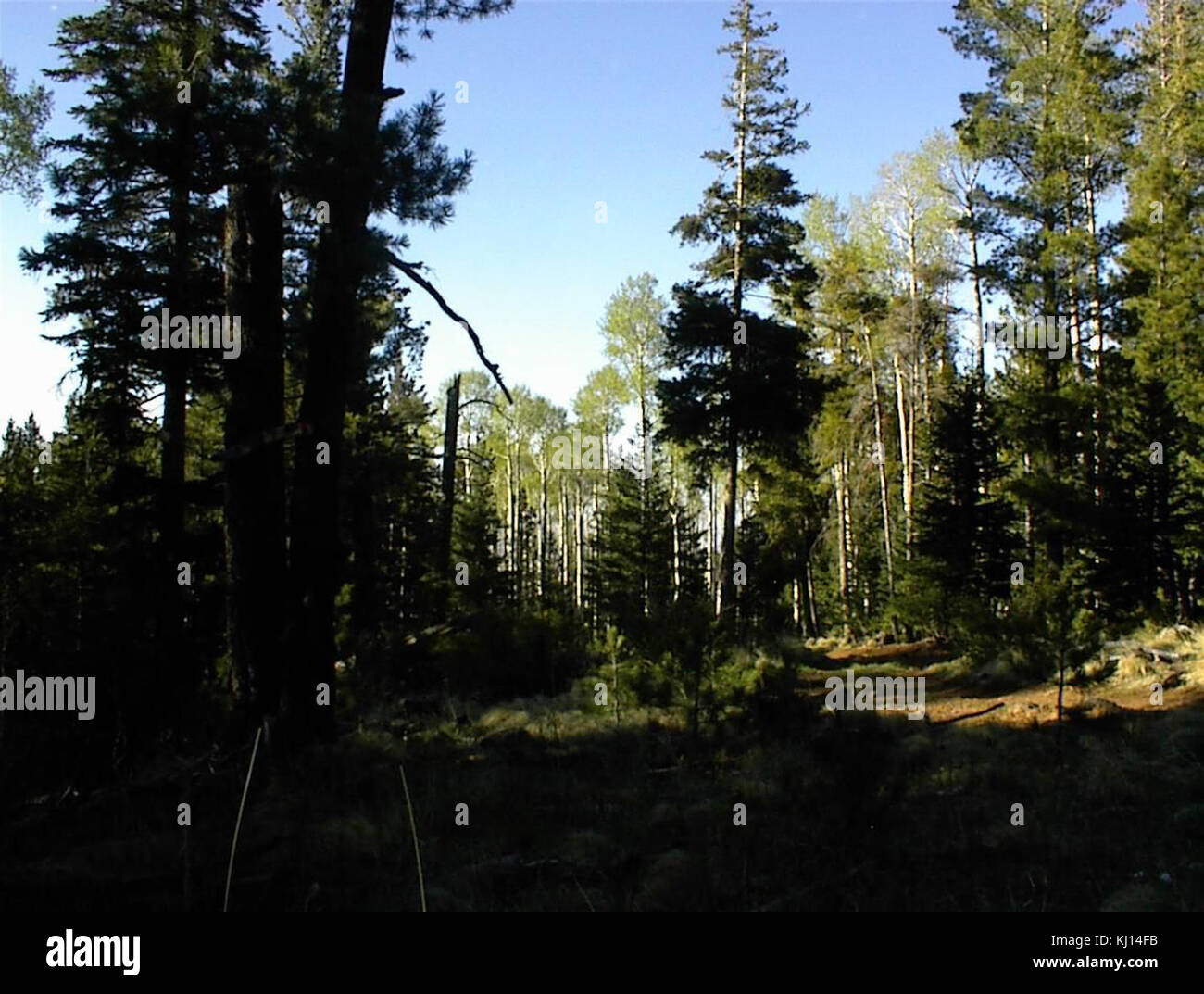 Balance in conifer ecosystem hi-res stock photography and images - Alamy