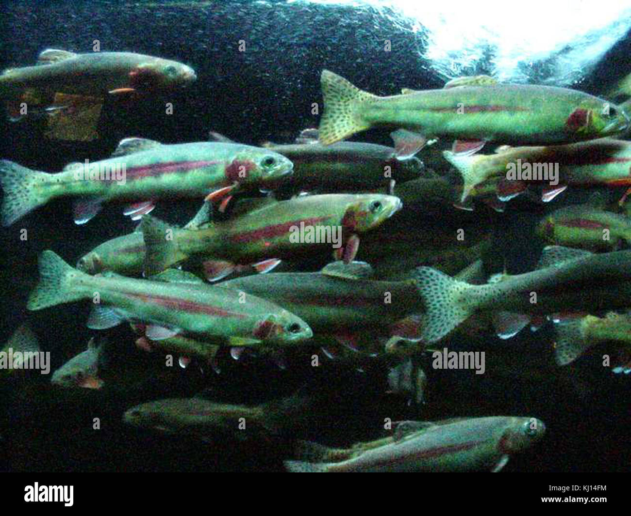 The 'Truite dorée,' or golden trout, is a species of freshwater fish ...