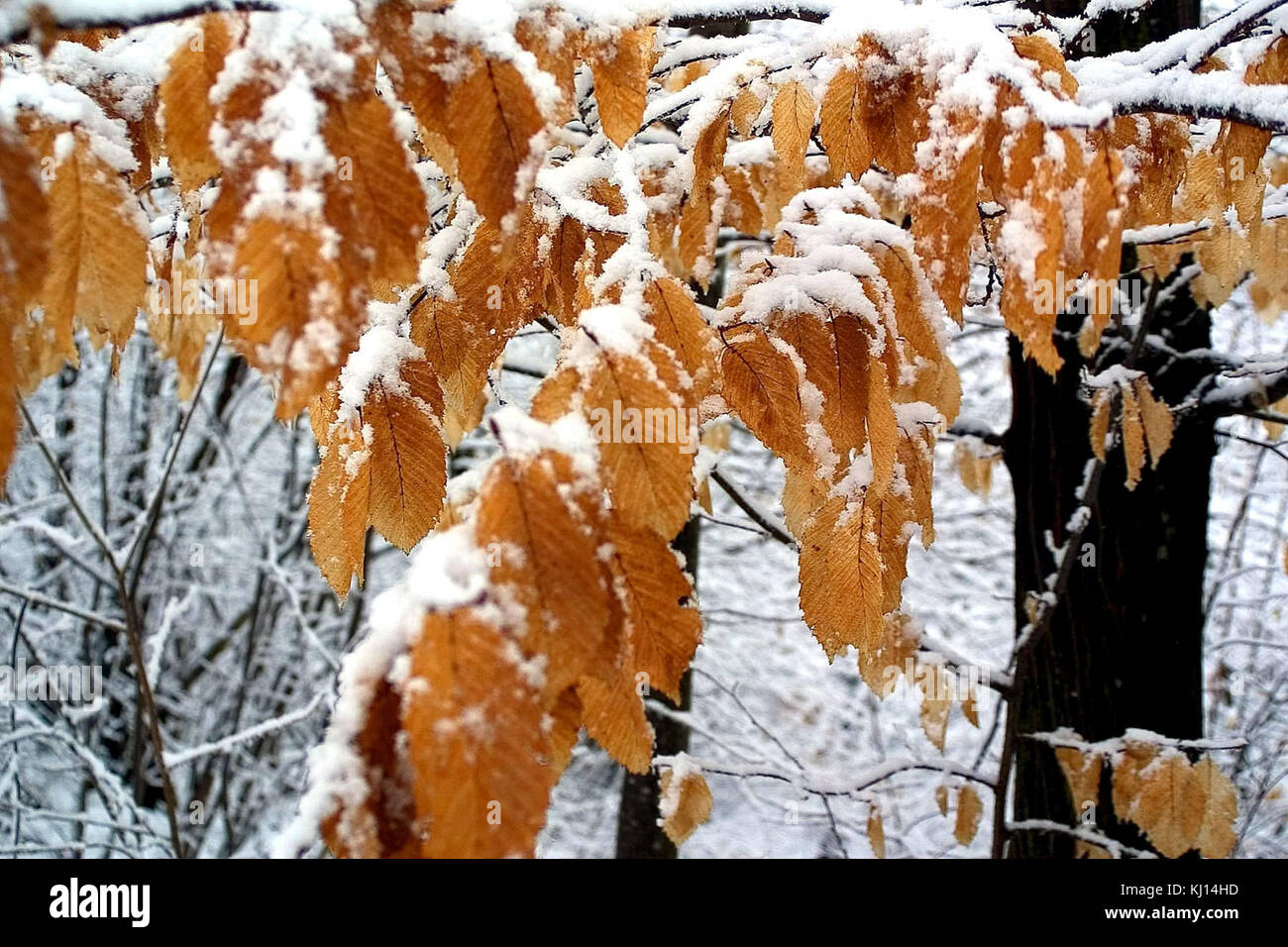 Trees nature frost Stock Photo - Alamy