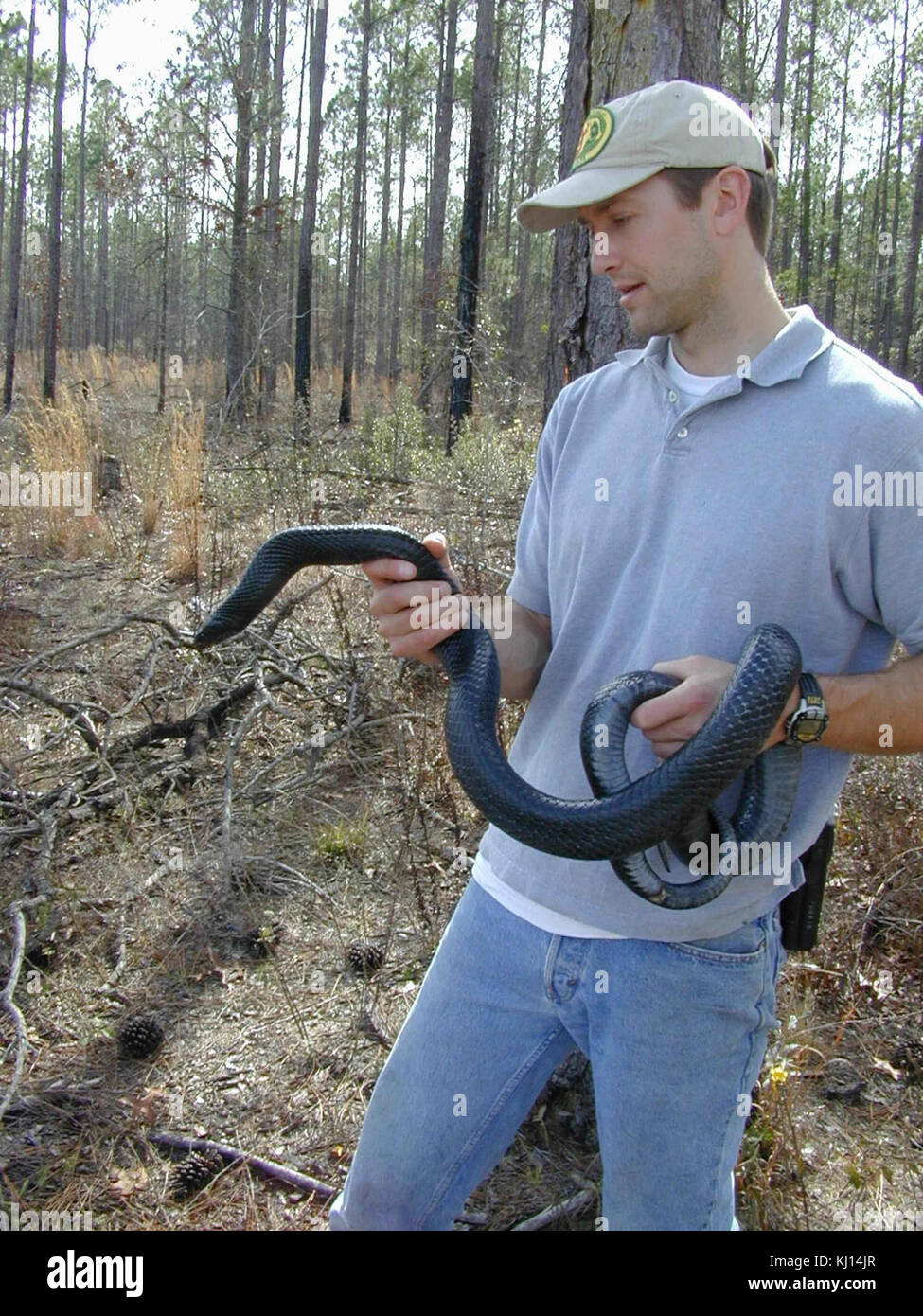 Man holding eastern indigo snake Stock Photo - Alamy