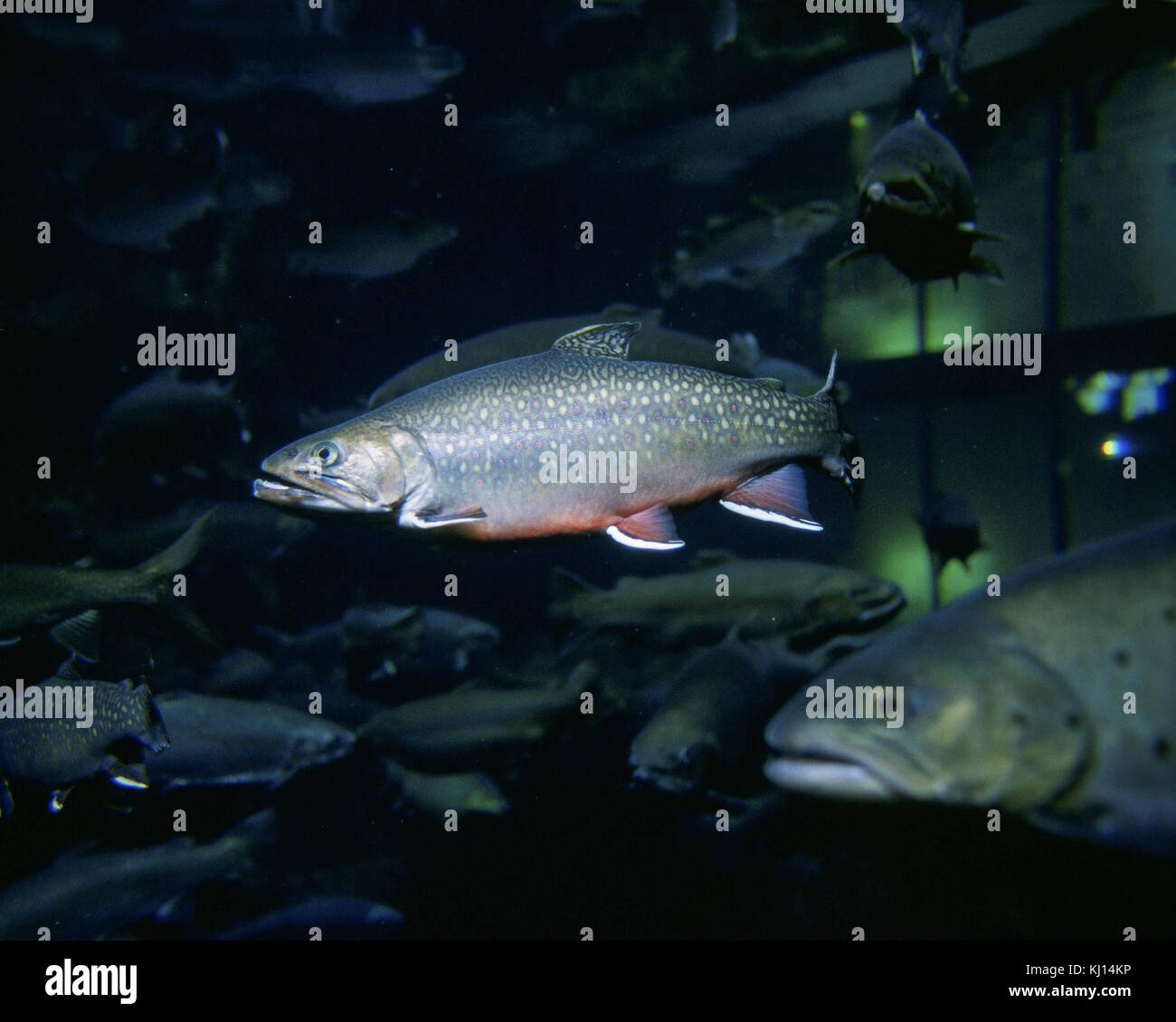 Underwater image of a brook trout fish Stock Photo - Alamy