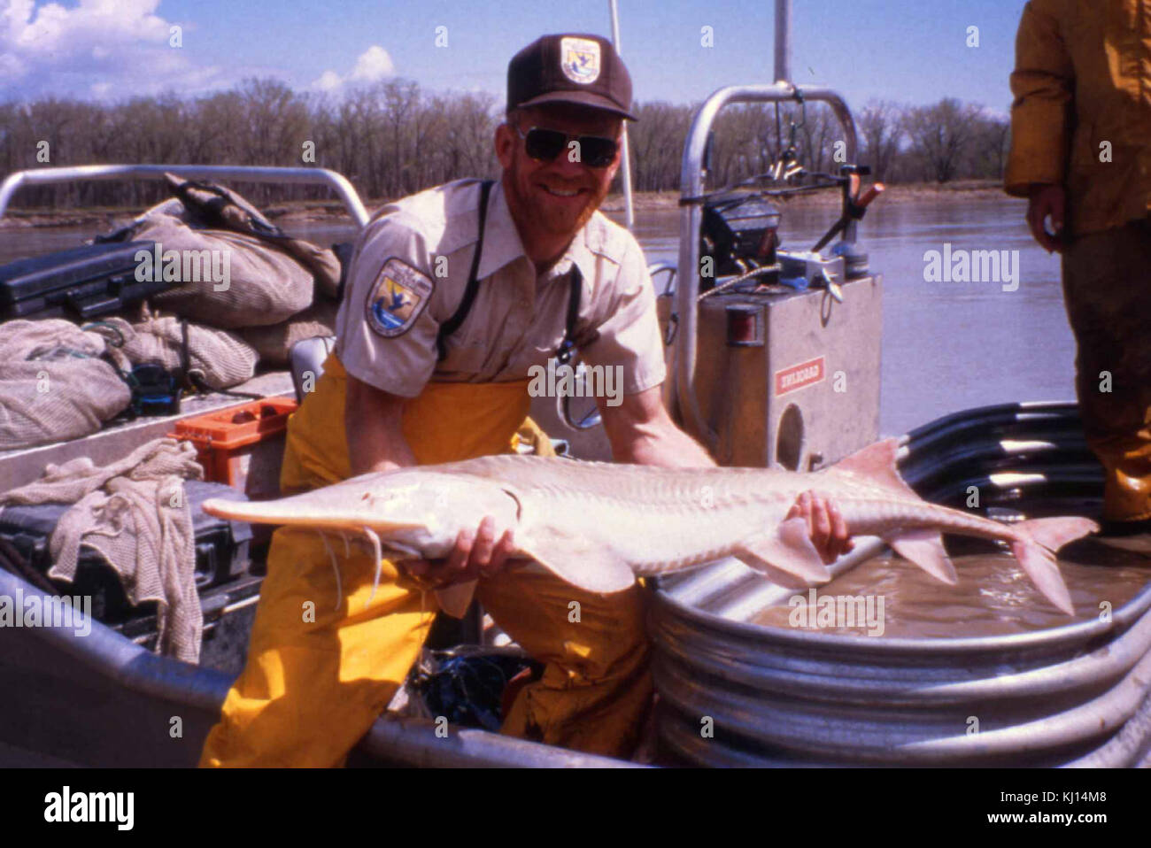 Man holding pallid strugeon fish scaphirhynchus albus Stock Photo - Alamy