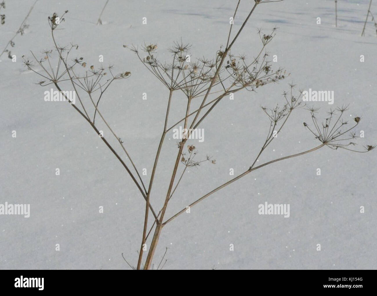 Plant transition hi-res stock photography and images - Alamy