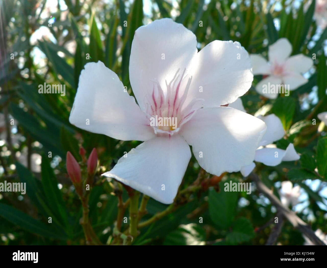 Large white flower petals hi-res stock photography and images - Alamy