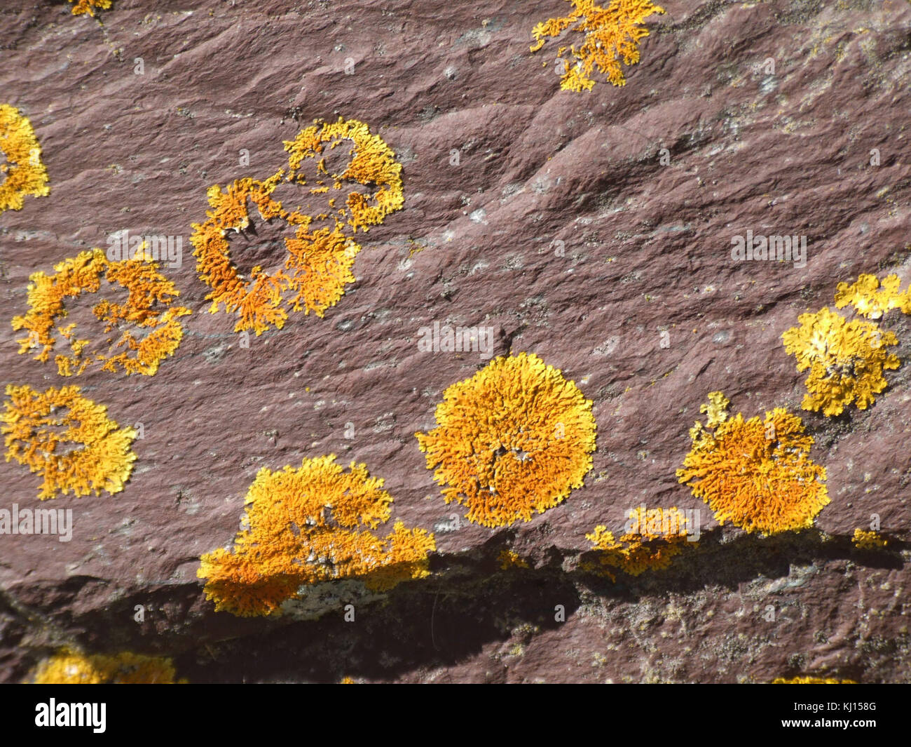 Yellow moss on a rock Stock Photo - Alamy
