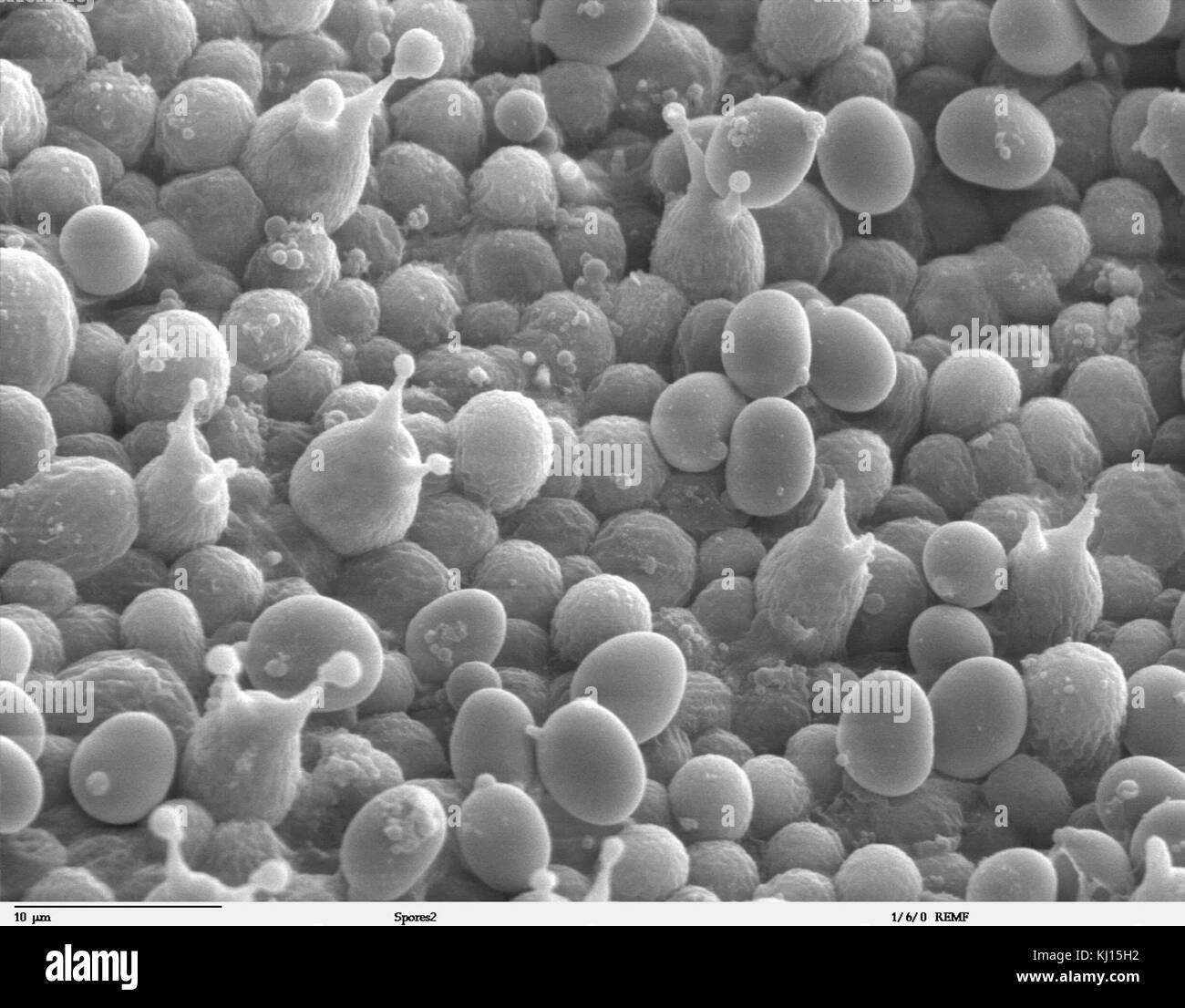 A Scanning Electron Microscope (SEM) image of Agaricus bisporus spores ...