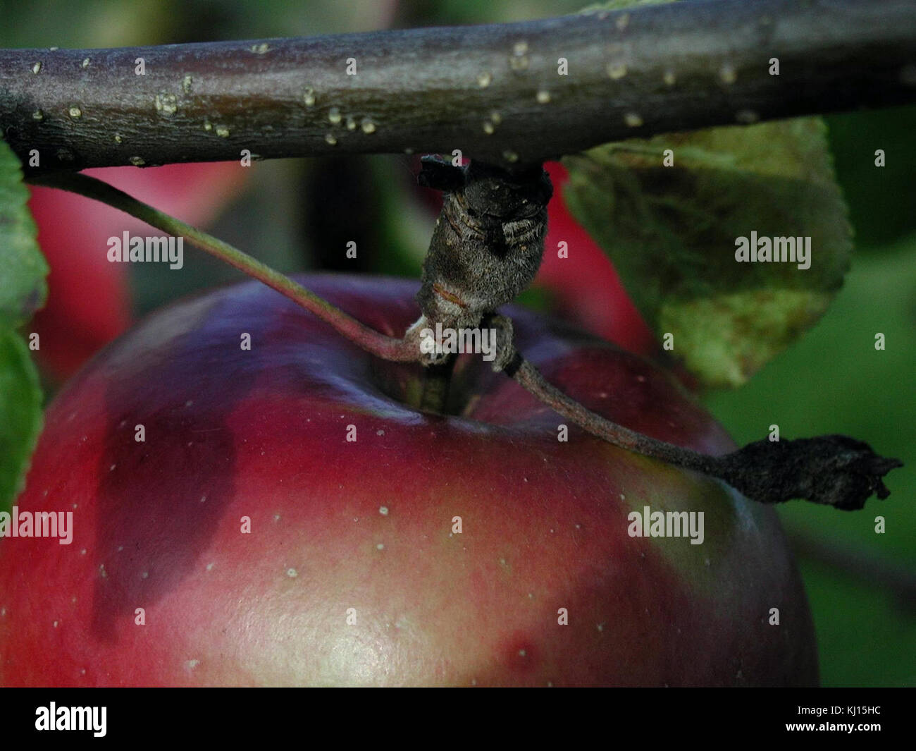 Apple and branch Stock Photo - Alamy