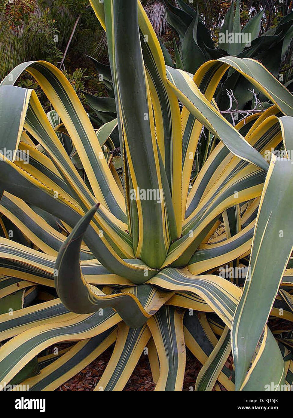 This image depicts an agave cactus, distinguishing it from the blue ...