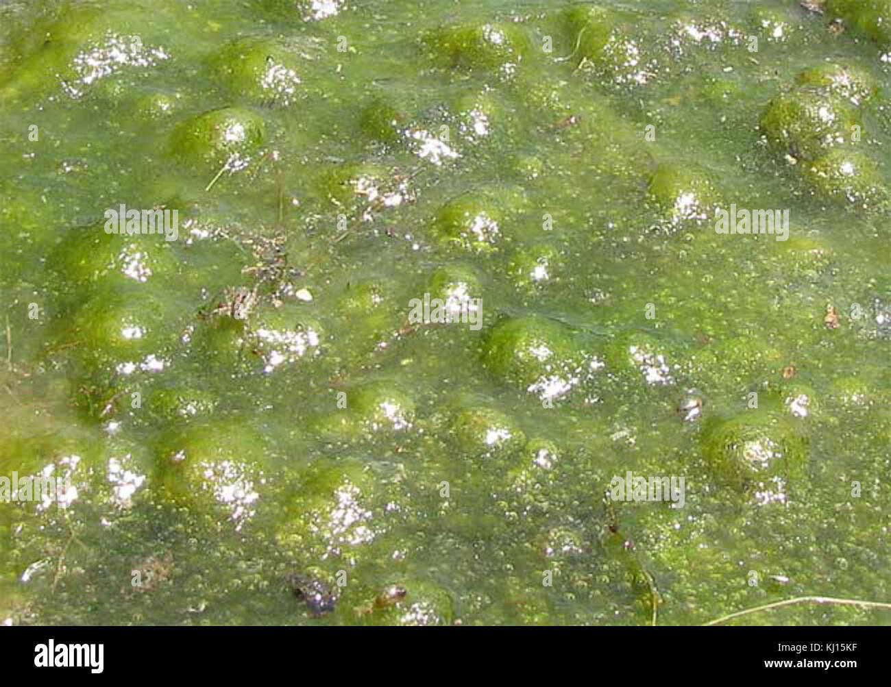 Oxygen bubbles aquatic plant hi-res stock photography and images - Alamy