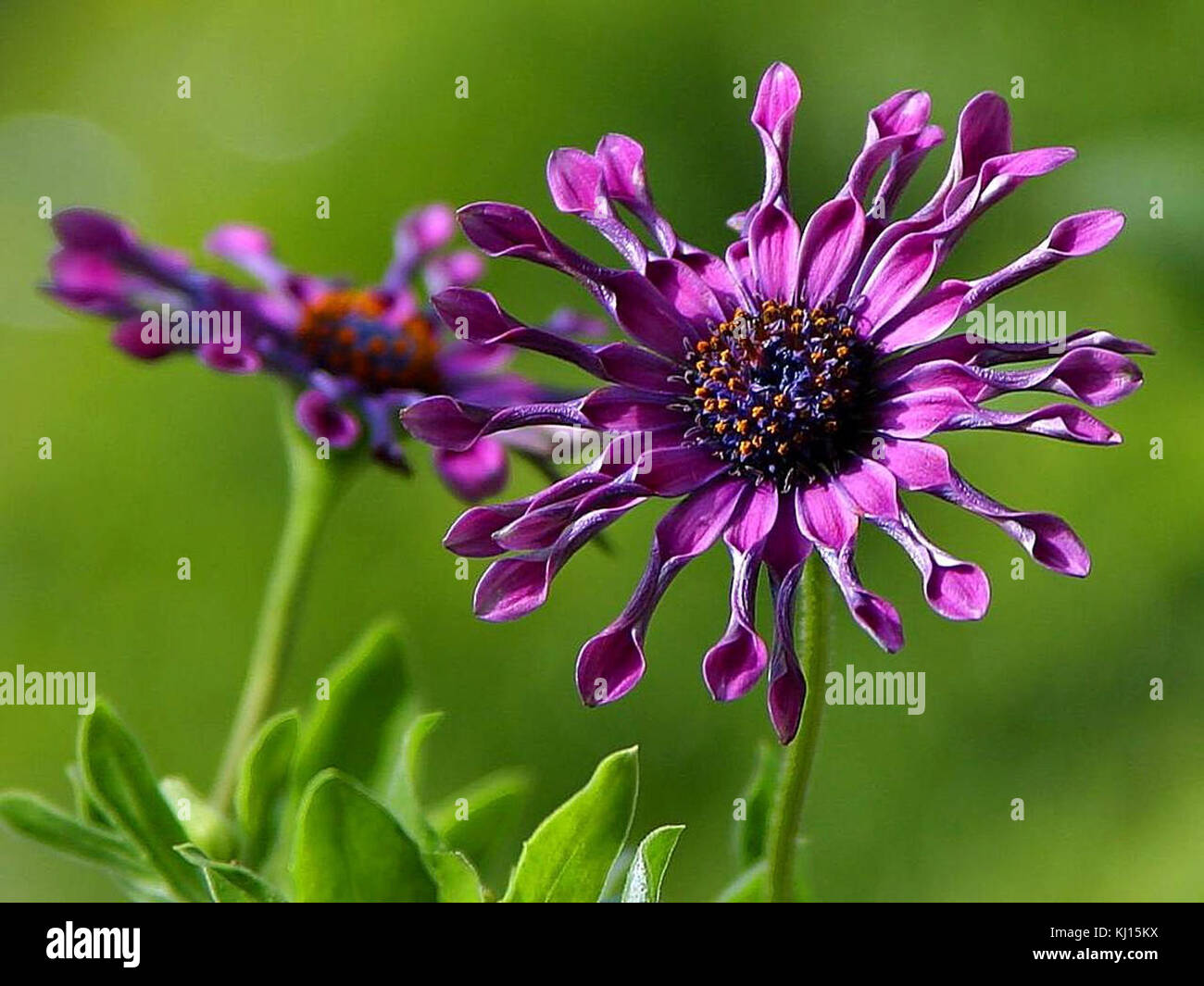 African daisy flowers Stock Photo - Alamy