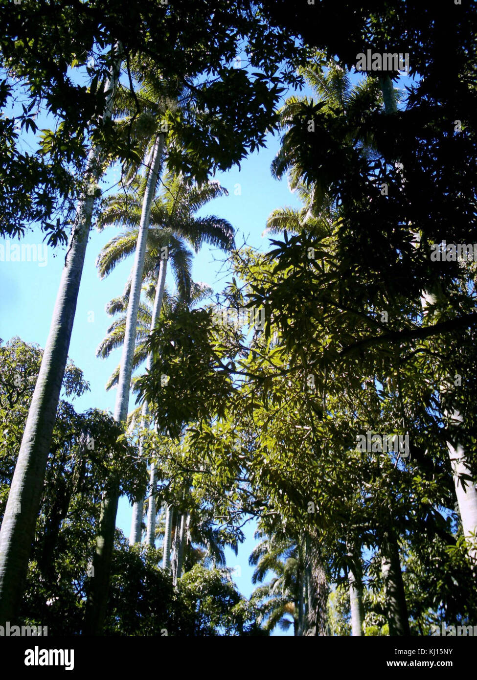 Ancient palm trees at museu da repblica Rio de Janeiro Stock Photo - Alamy