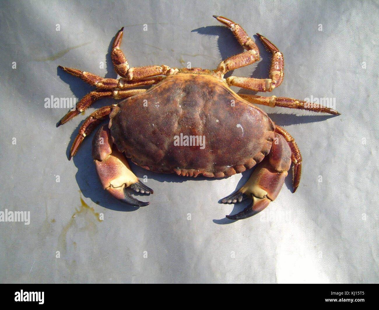 Crab taxonomy hi-res stock photography and images - Alamy