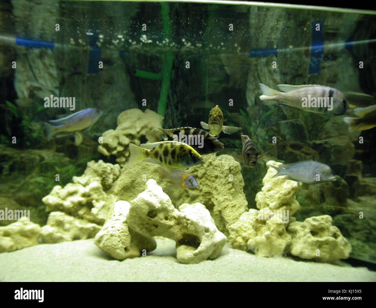 Aquarium fish high resolution hi-res stock photography and images - Alamy