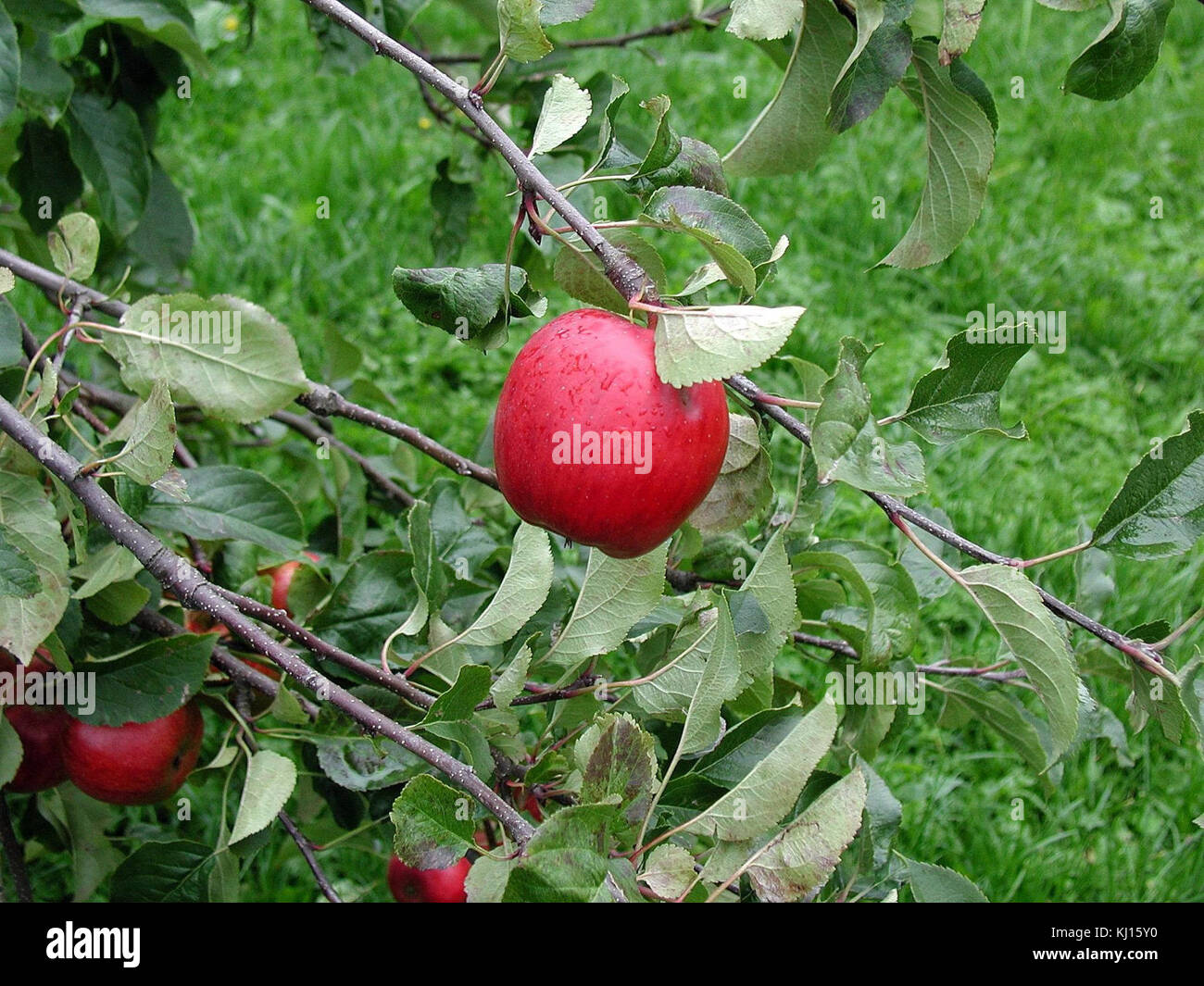 Apple on branch Stock Photo - Alamy