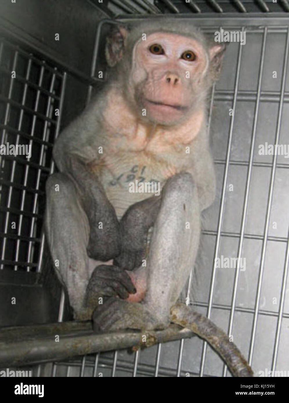 Primates animal testing hi-res stock photography and images - Alamy