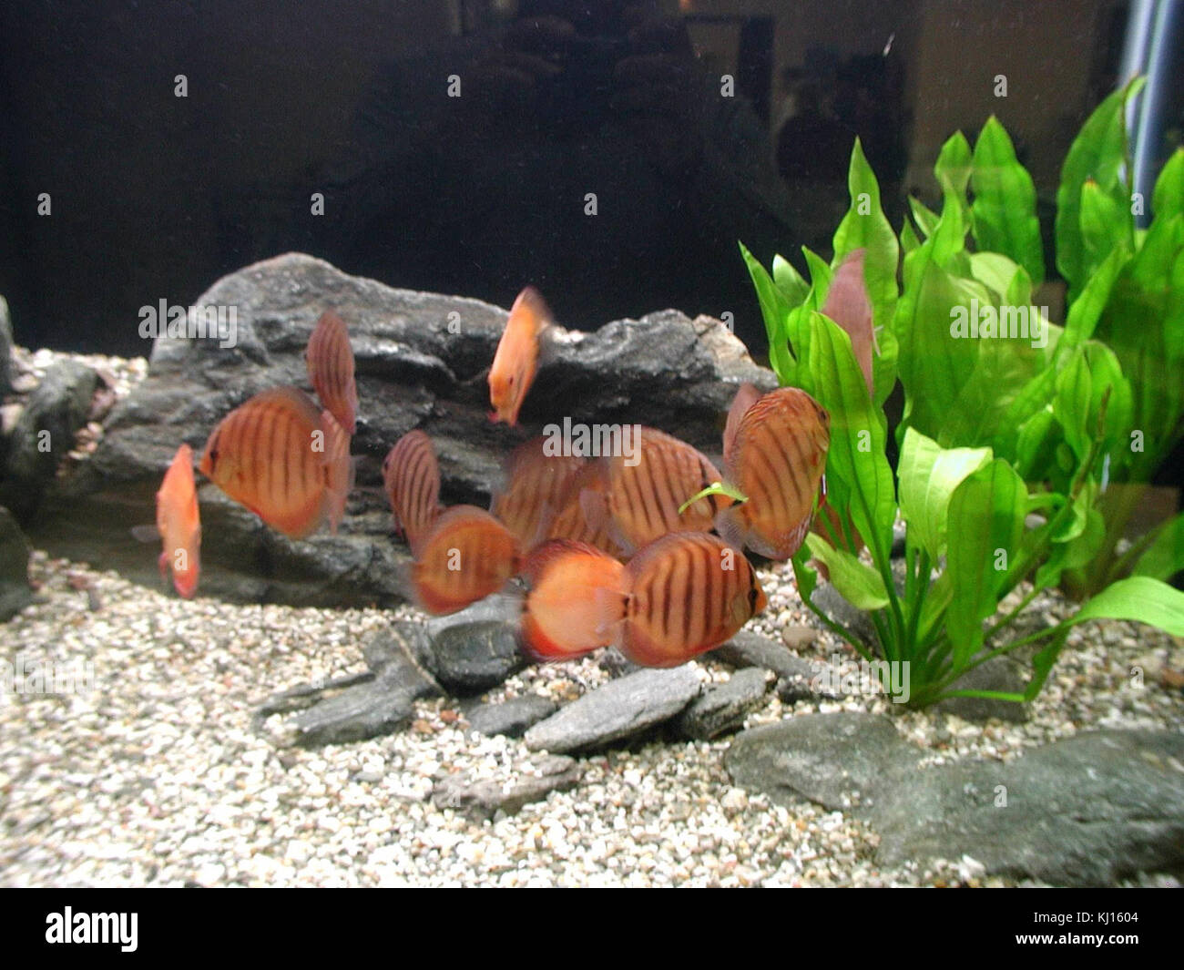 Aquarium fish colony Stock Photo - Alamy
