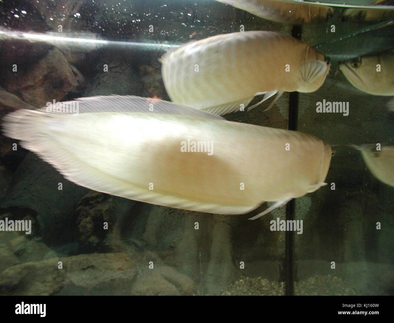 Aquarium fish white fish Stock Photo - Alamy