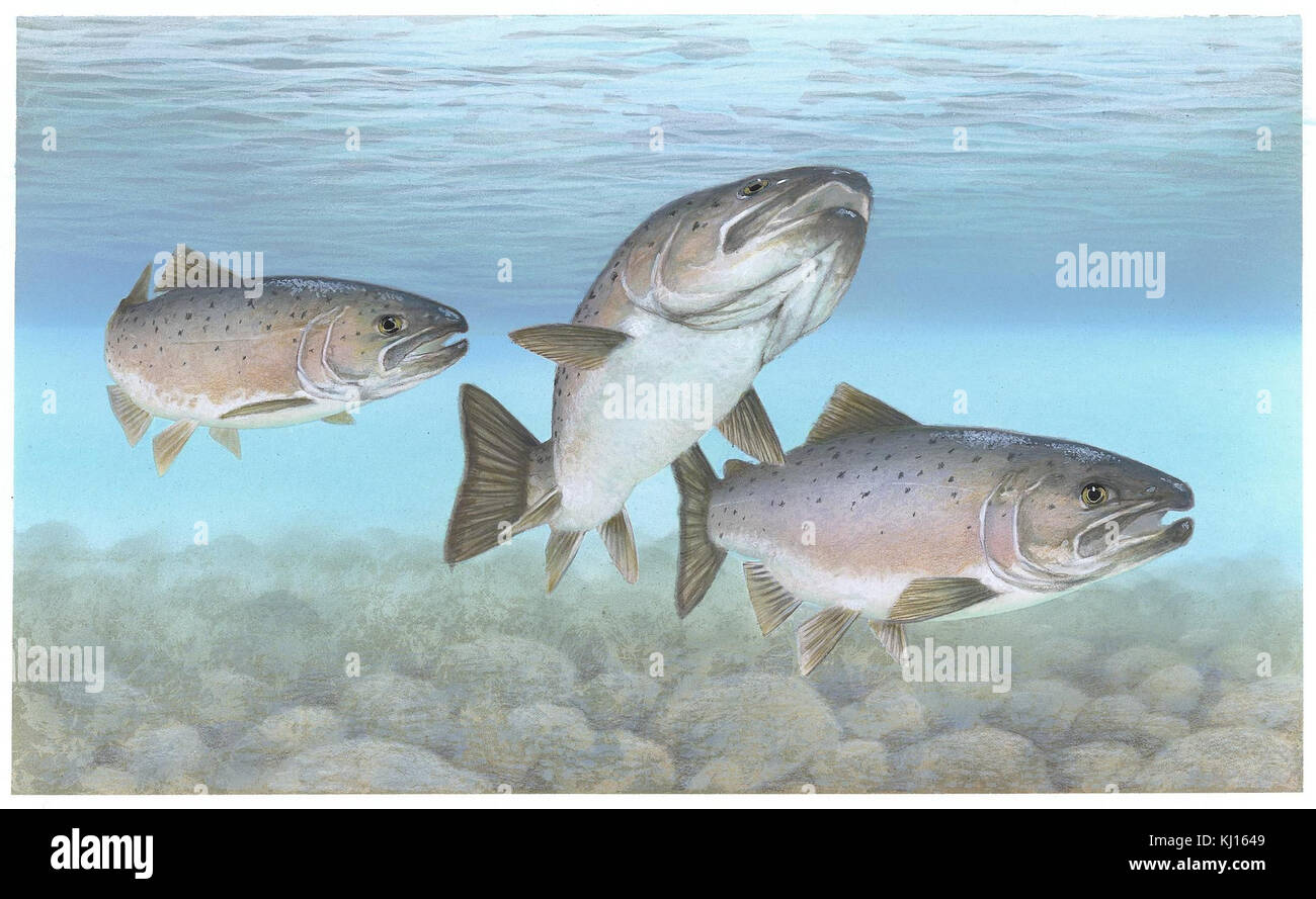 Atlantic salmon Atlantic fish Stock Photo - Alamy