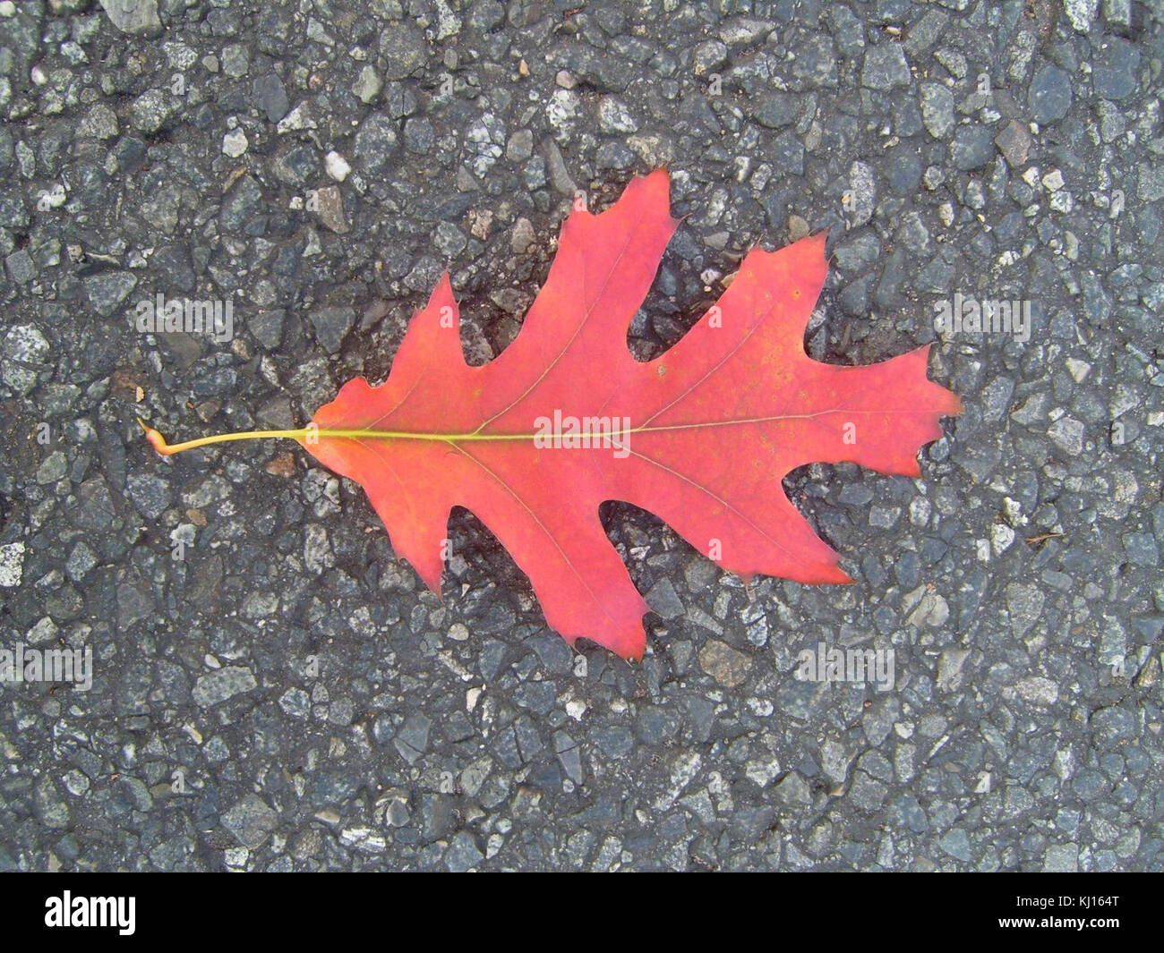 Autumn leaf on road Stock Photo - Alamy