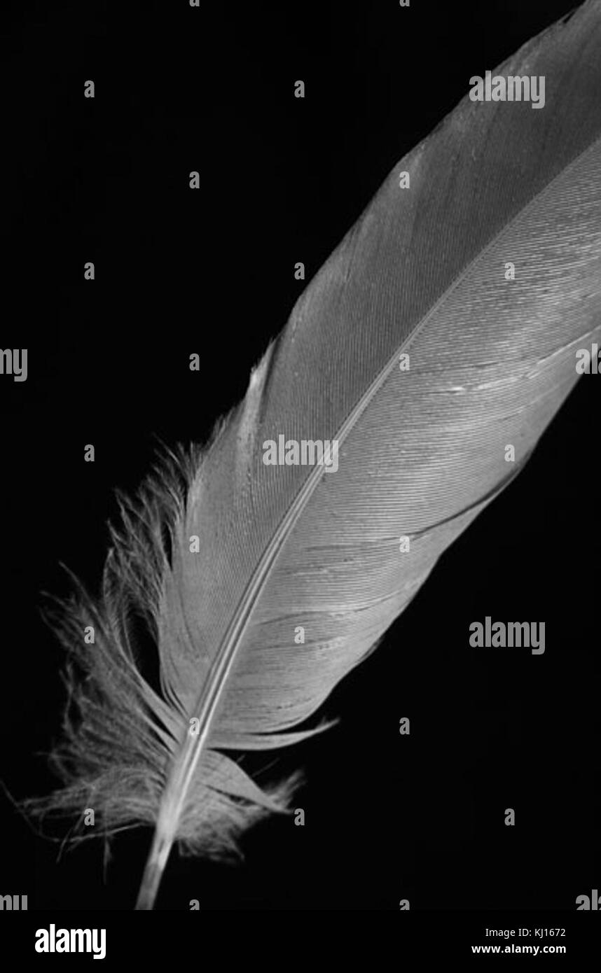 Feather elements Black and White Stock Photos & Images - Alamy