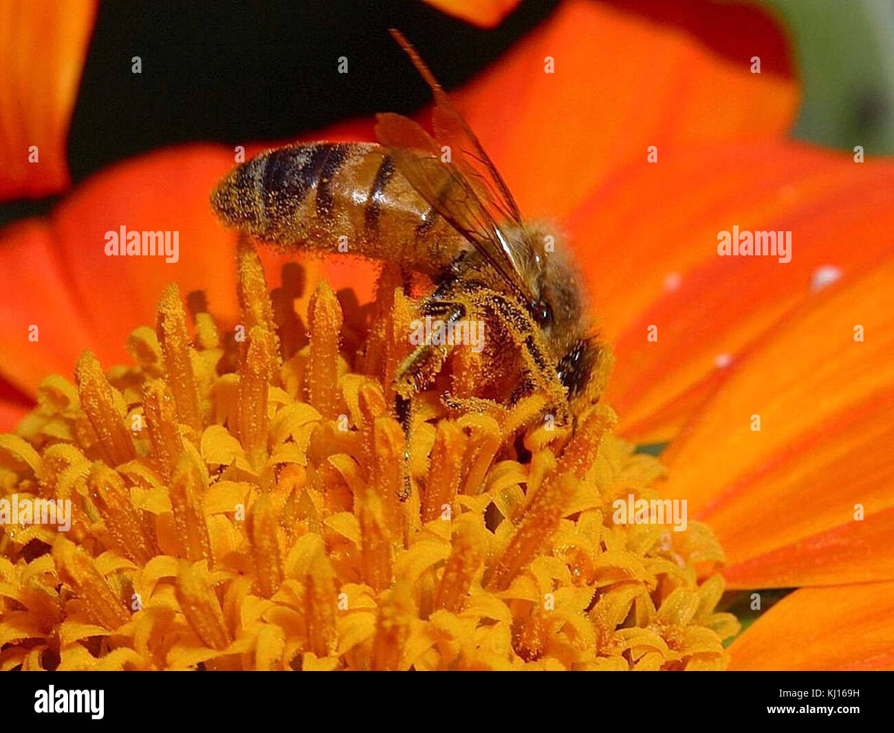 Bees on flowers collecting pollen Stock Photo - Alamy