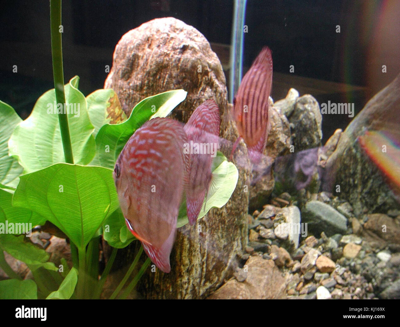 This image features aquarium fish swimming amidst aquatic plants in a ...
