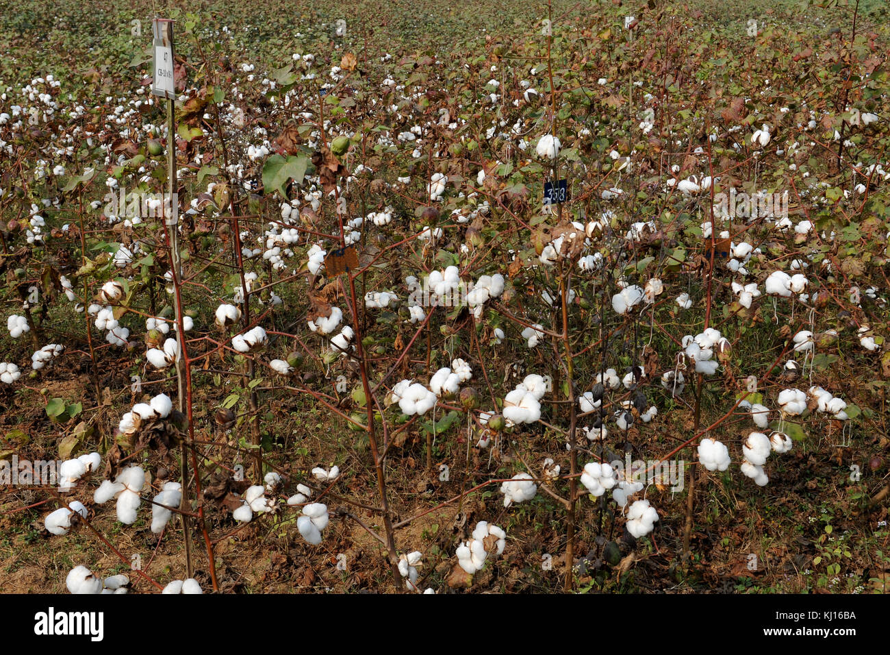GAZIPUR, BANGLADESH - NOVEMBER 20, 2017: Cotton field at Gazipur, near ...