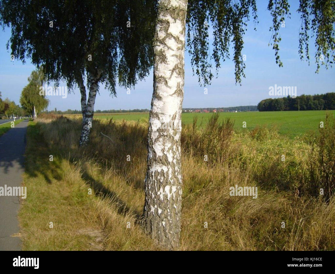 Birch tree by road Stock Photo - Alamy