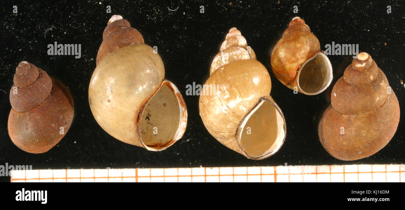 Bithynia tentaculata 5 Stock Photo - Alamy