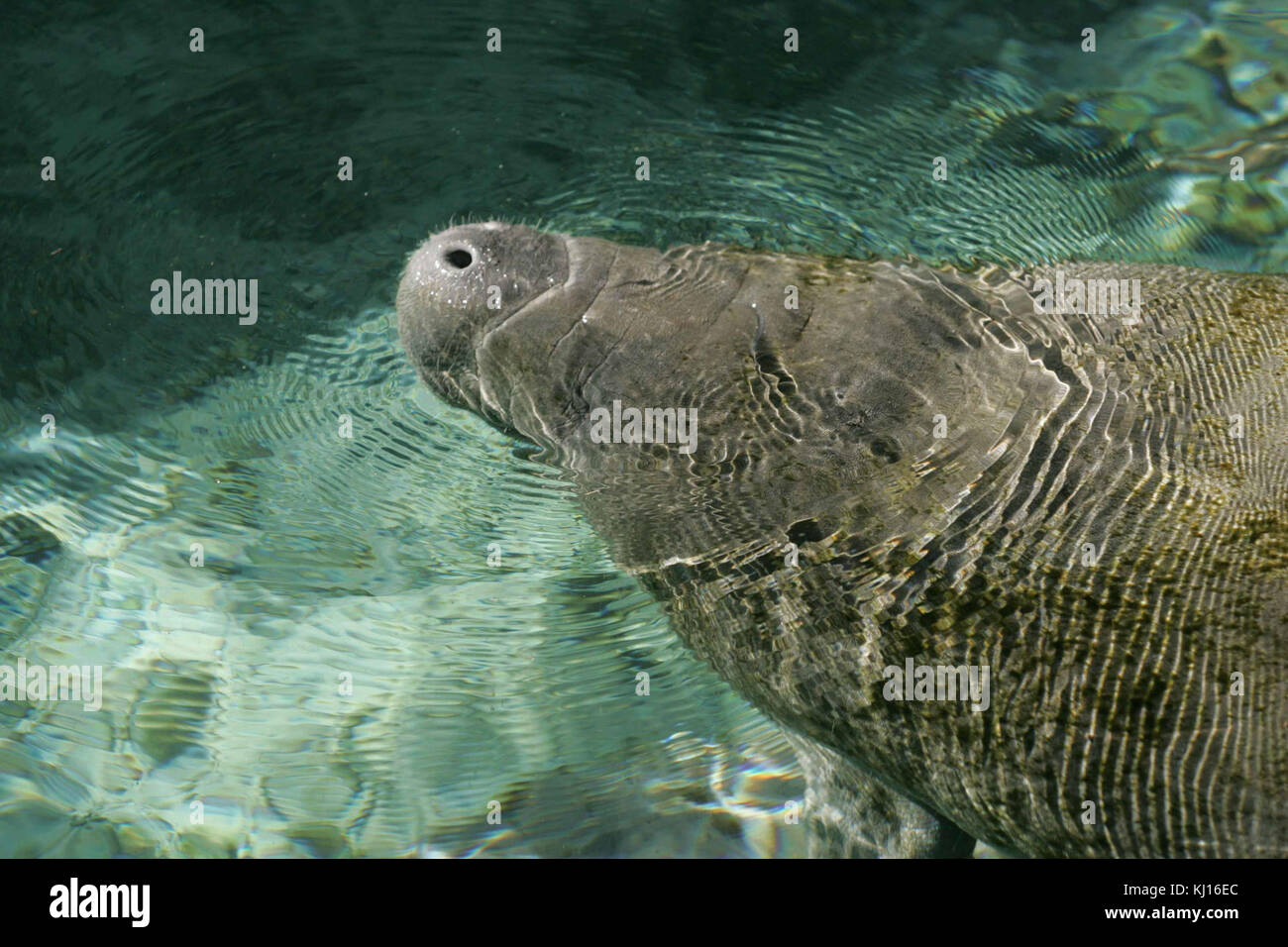 Manatee animal close up head Stock Photo - Alamy