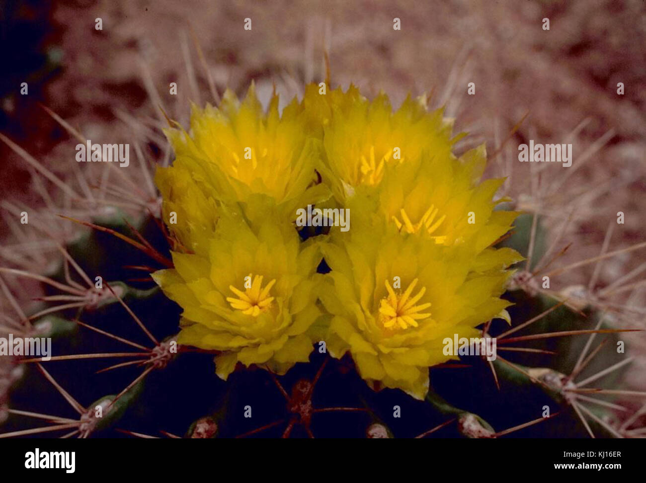 The barrel cactus flower is a striking bloom that grows on the barrel ...