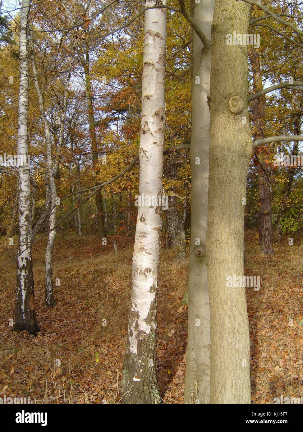 Other tree hi-res stock photography and images - Alamy