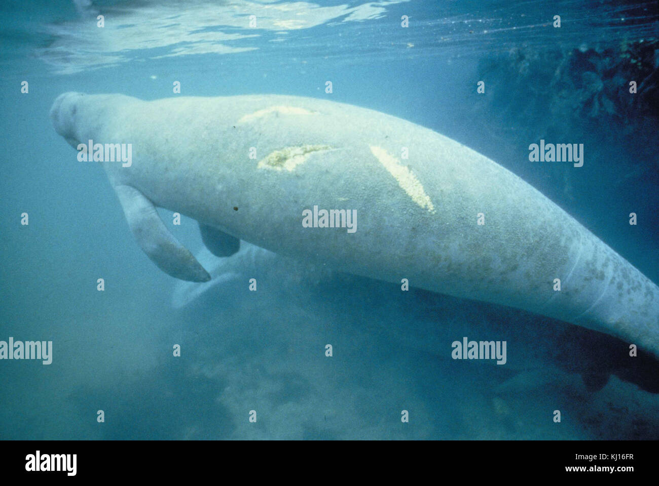 Manatee boat propeller hi-res stock photography and images - Alamy