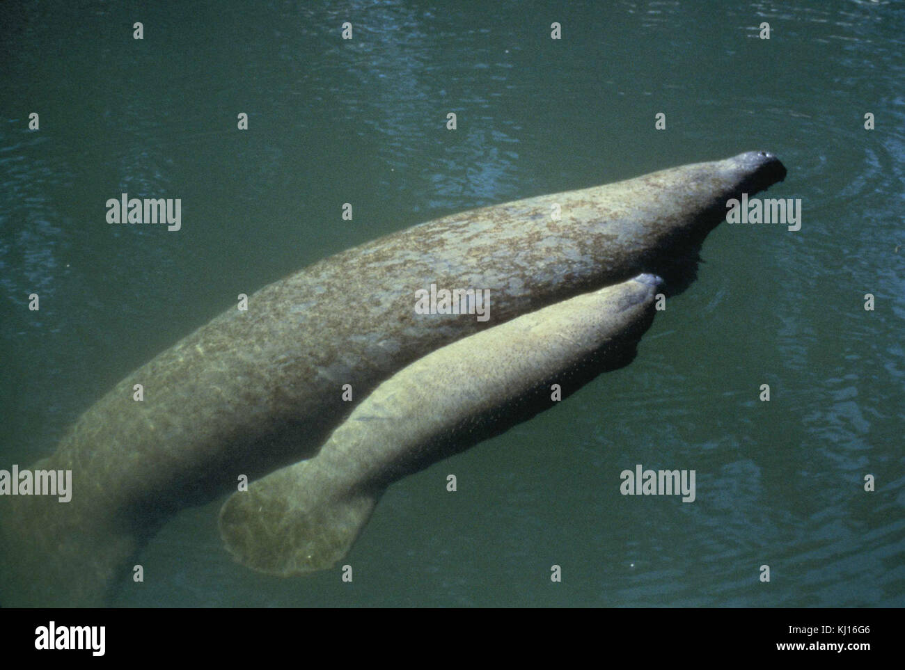 Manatee cow and calf swimming side by side Stock Photo - Alamy