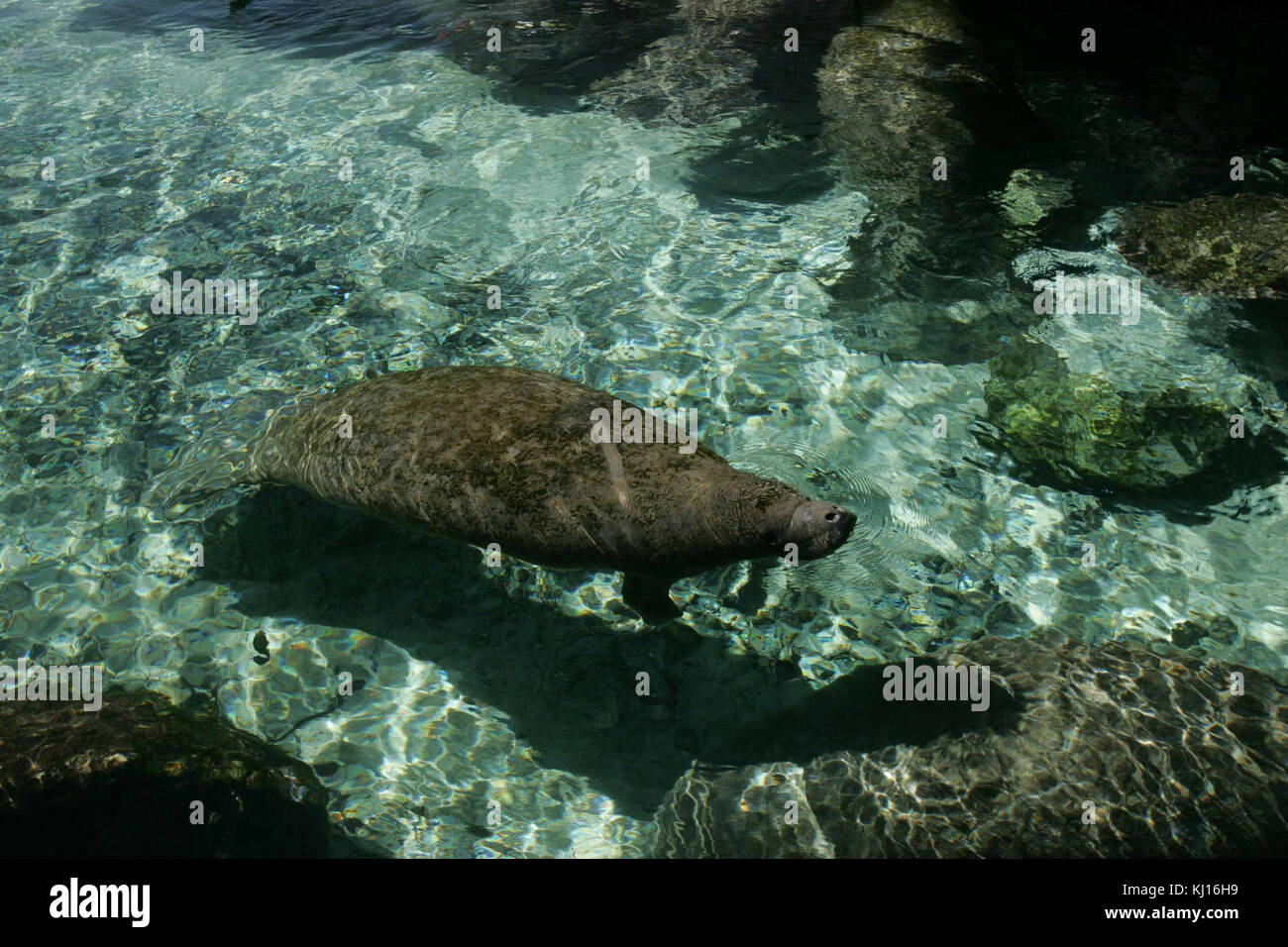 Manatee marine mammal animal in tropical waters Stock Photo - Alamy