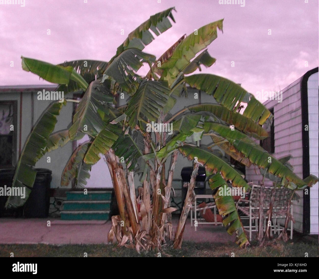 A large palm tree stands prominently along a street, adding a tropical ...