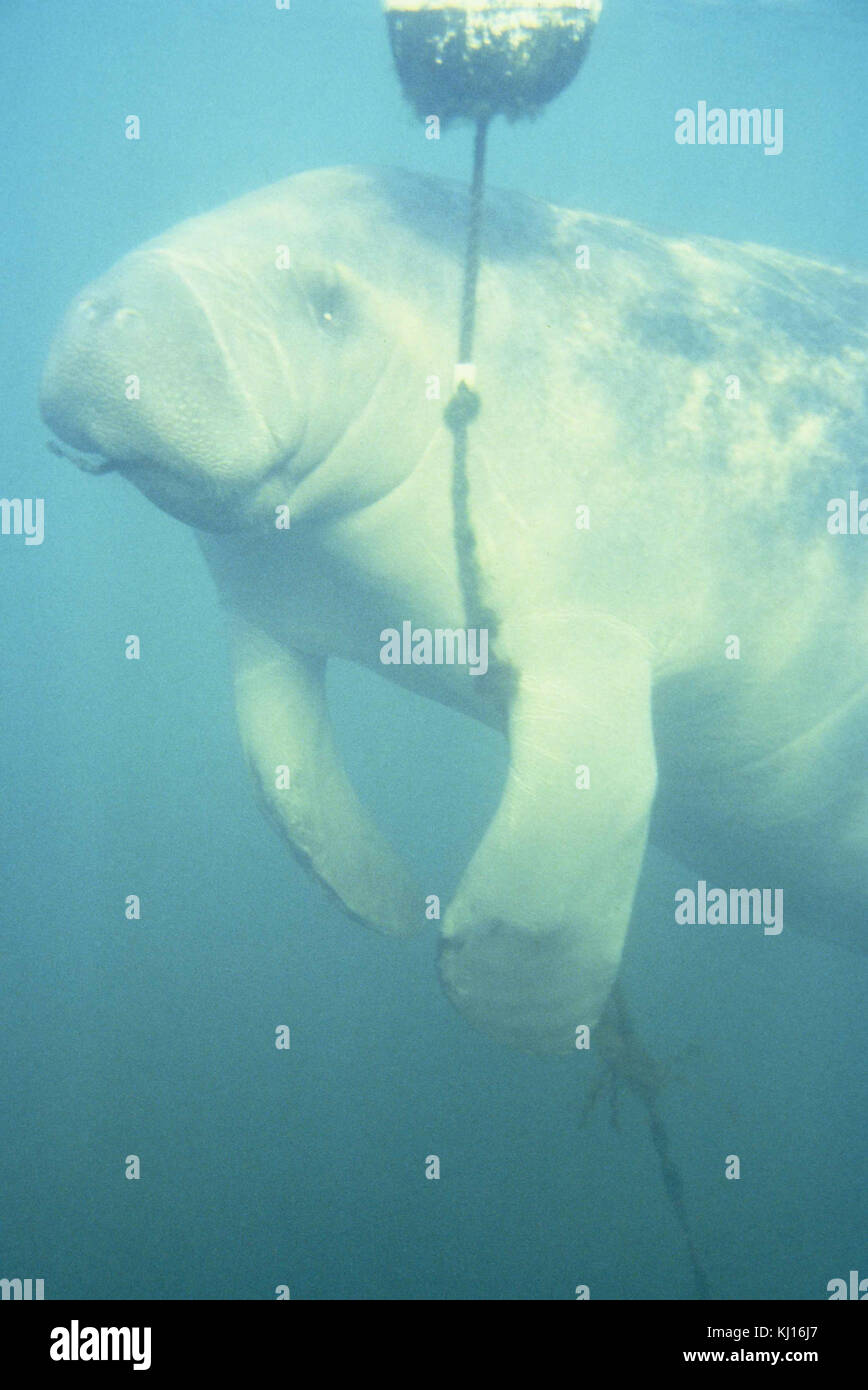 Manatee playing with a crab trap line Stock Photo - Alamy