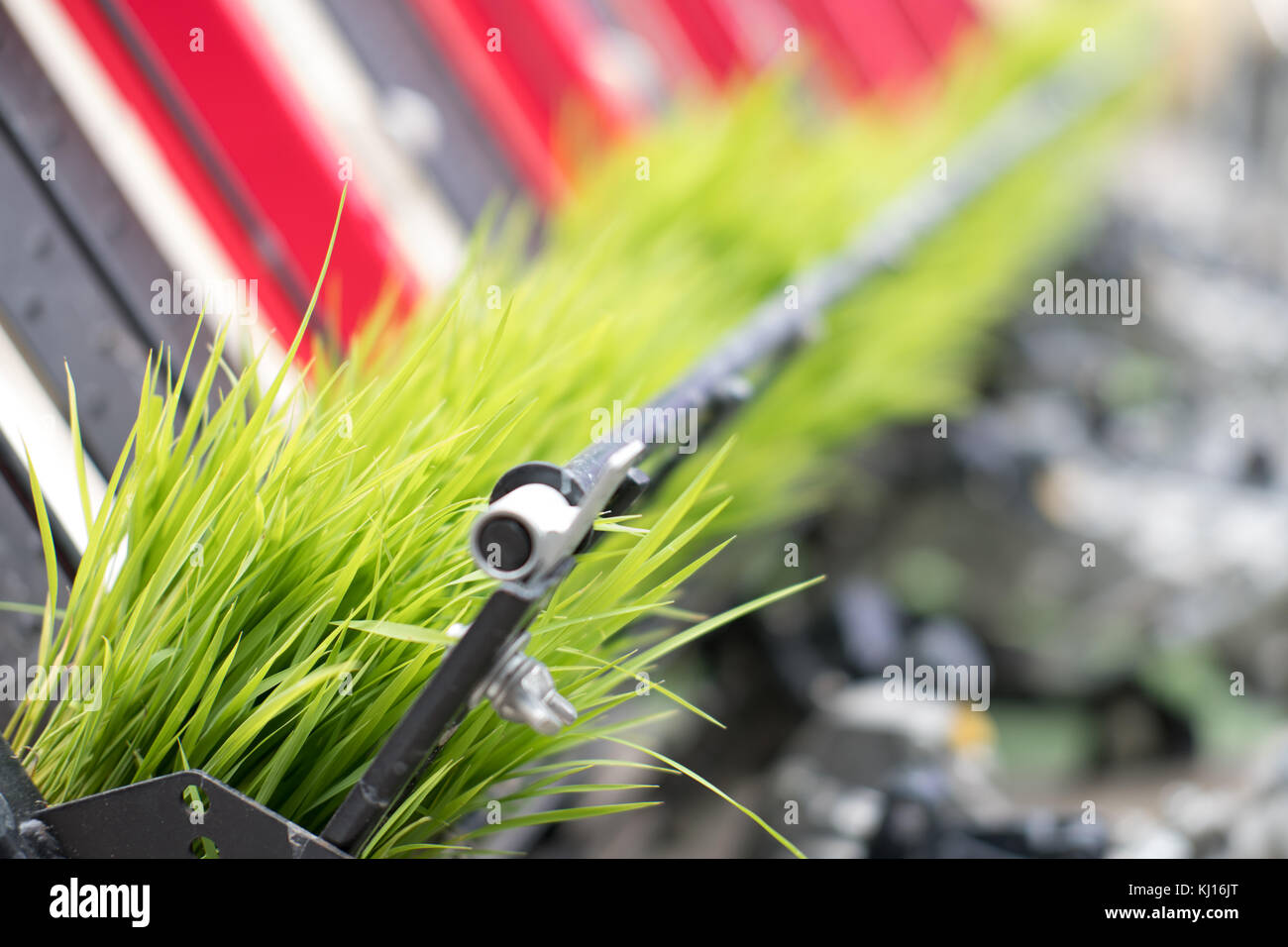 rice planting machine. Transplant young rice seedling on paddy field by ...