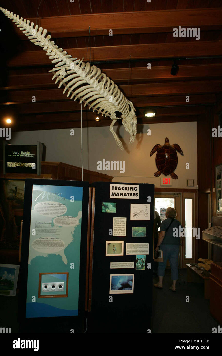 Manatee skeleton display Stock Photo - Alamy
