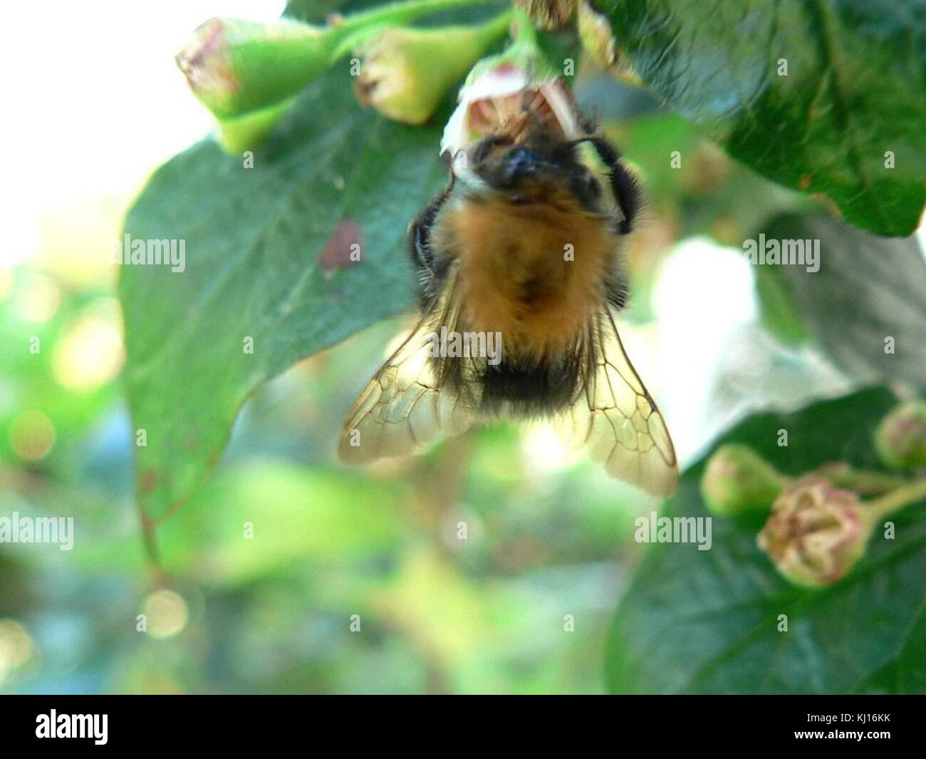Bumblebee on tree Stock Photo - Alamy
