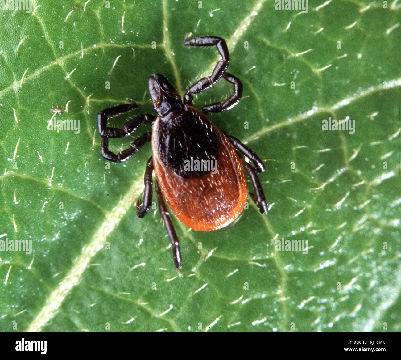 Bug insect ixodes scapularis Stock Photo - Alamy