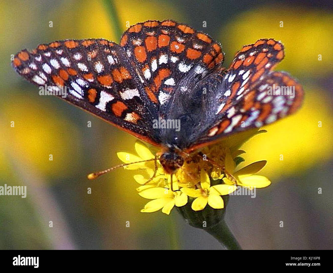 Butterfly butterflies bugs flowers Stock Photo - Alamy