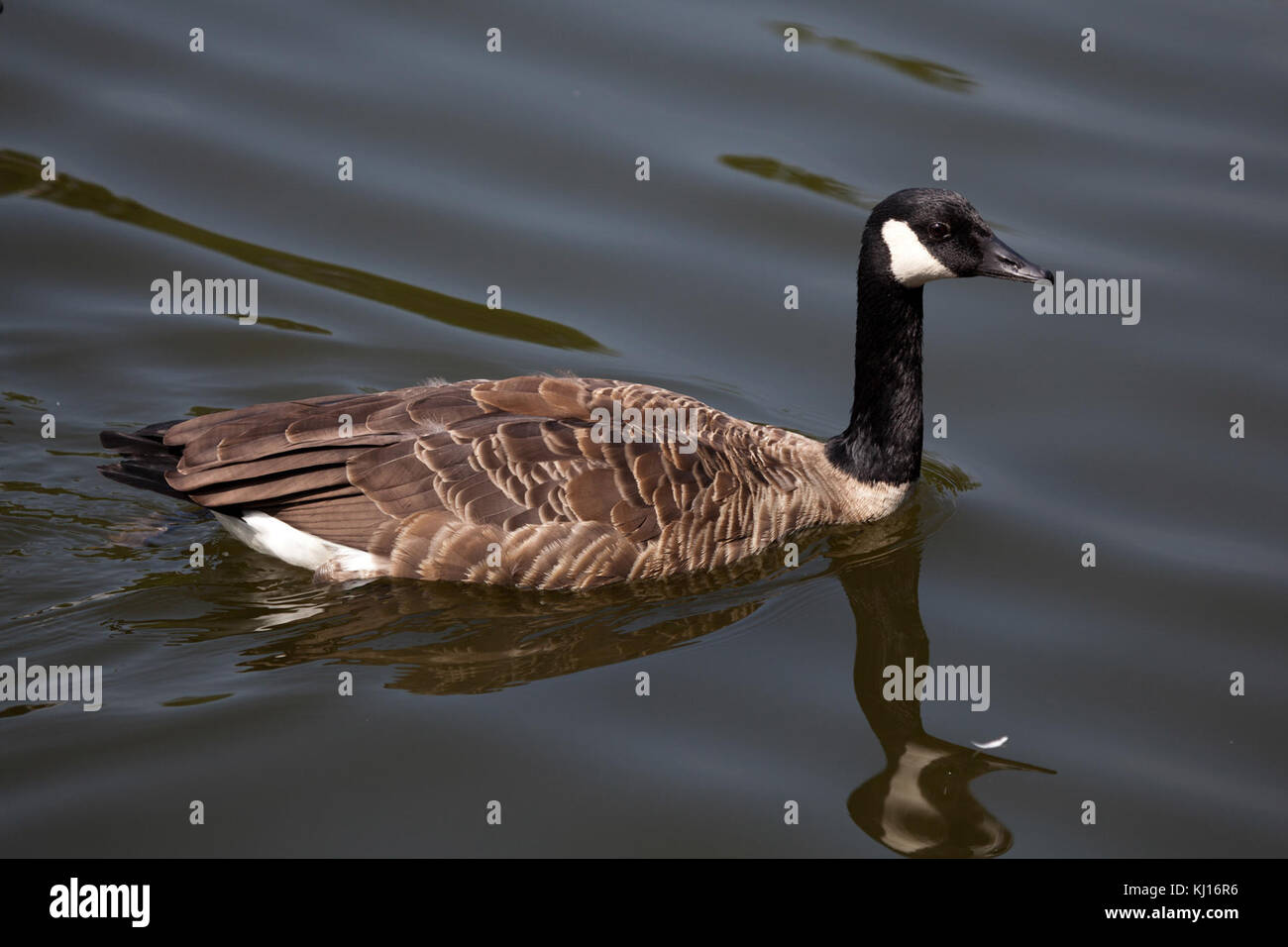 Canadian goose vintage illustration hi-res stock photography and images ...