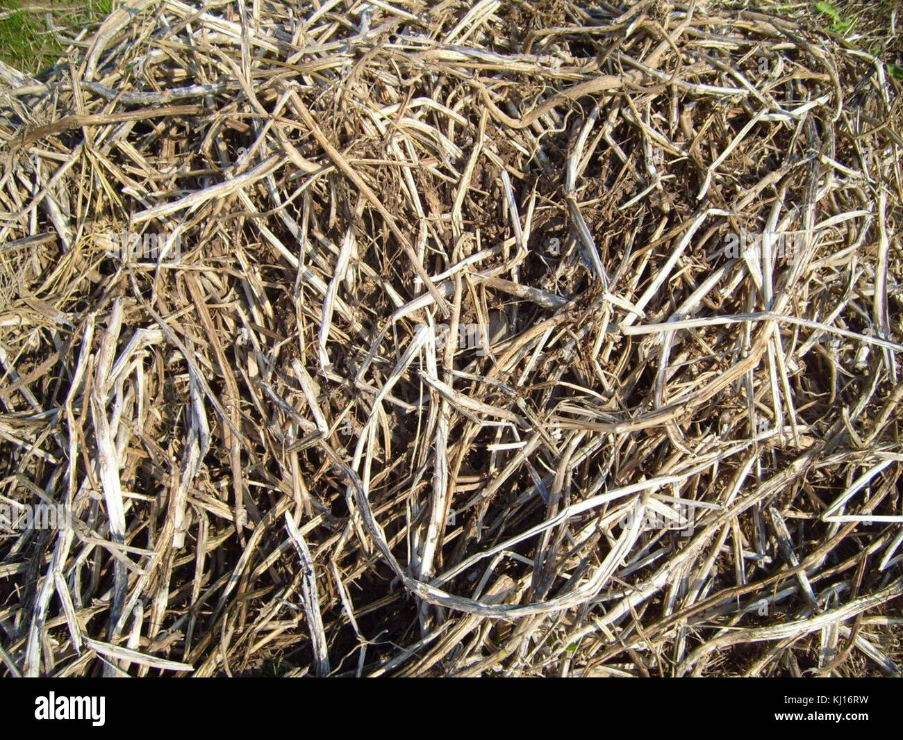 Old dry haulm Stock Photo - Alamy